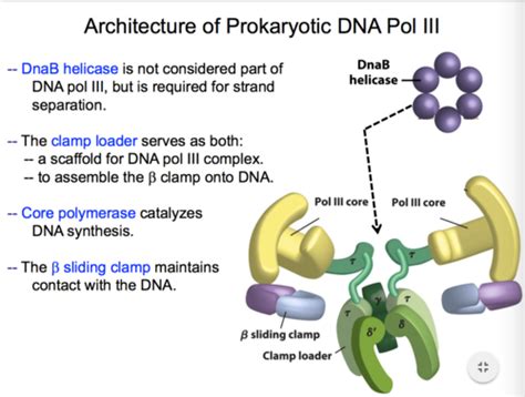 Dna Replication Flashcards Quizlet