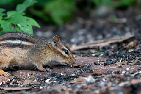 Dikste Chipmunk Ter Wereld