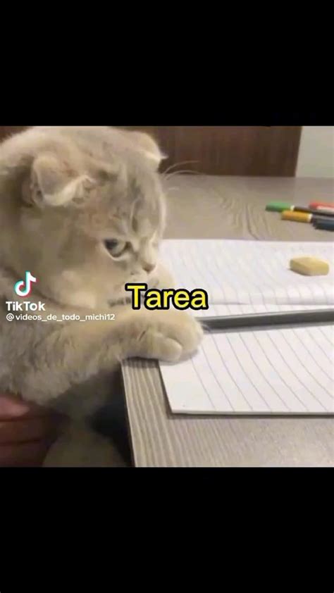 Cat Sitting On A Table Next To A Funny Note Humor De Mascotas