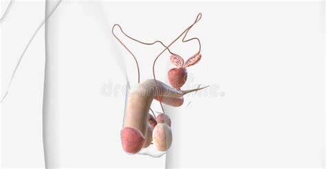 The Male Reproductive System 3d Stock Illustration Illustration Of