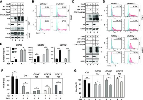 Cyckcdk13 Is Required For Nef Downregulation Of Serinc5 A Serinc5
