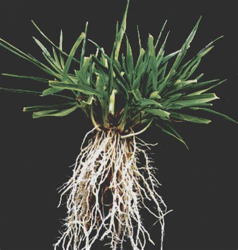 高羊茅 西北地区绿化植物 图片