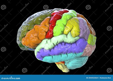Human Brain With Gyri Highlighted In Different Colors Stock