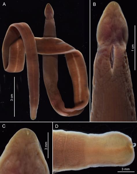 Cerebratulus Orochi Sp Nov Ichum 6078 Holotype Photographs Taken