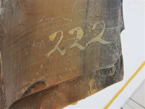 Balaenoptera Physalus Linnaeus 1758 Smithsonian Institution