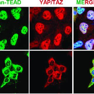 Immunoblot Analyses For Phosphorylation Of Hippo Pathway Components A