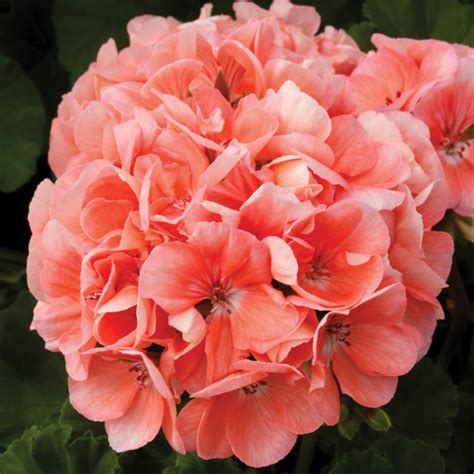 Geranium Zonal Pelargonium Zonale Tango Salmon Lucas Greenhouses