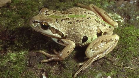 Species At Risk Alpine Tree Frog Reclaim Kosci