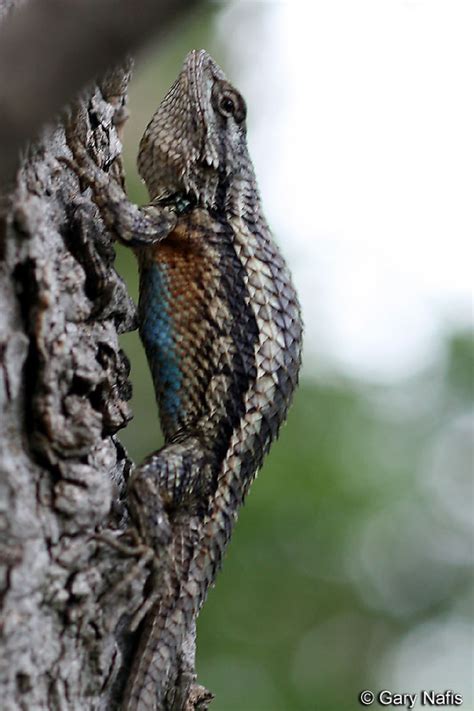 Texas Spiny Lizard Sceloporus Olivaceous