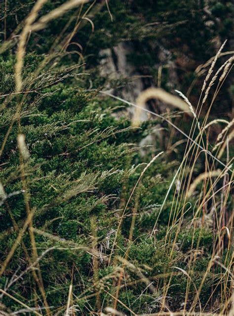 有关冷靜 和平的 和諧 地形 增長 壞心情 壯觀 夏天 多雲的 天性 天氣 天空 季節 安靜 寧靜 山丘 山坡 山谷 工厂 常綠 平淡 很棒 戶外