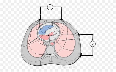 Chest Cross Section With Eit Electrodes Electrical Impedance Tomography