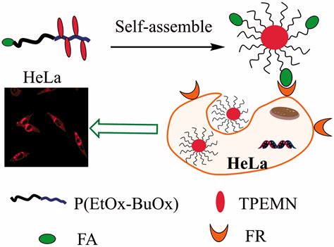 Poly 2 Oxazoline Based Nanoparticles With Aggregation Induced Emission Aie For Targeted Cell