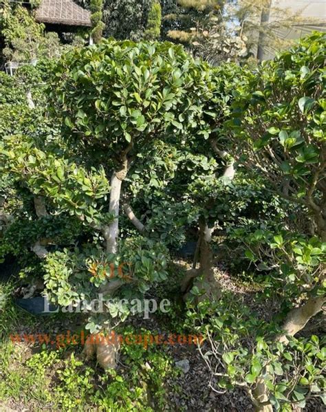 15year Well Drained Ficus Bonsai Plant At ₹ 25000piece In New Delhi