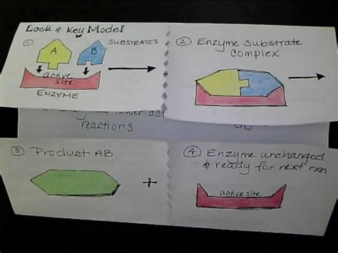 Unit 3 Cell Structure And Function Biology With Ms Raynor