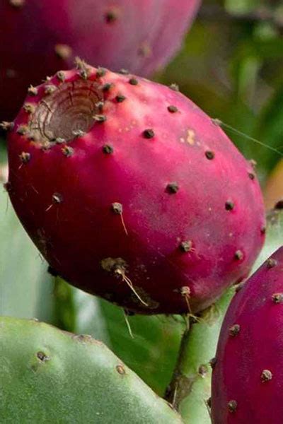 Gin Indlovu Shop Rivoldrink