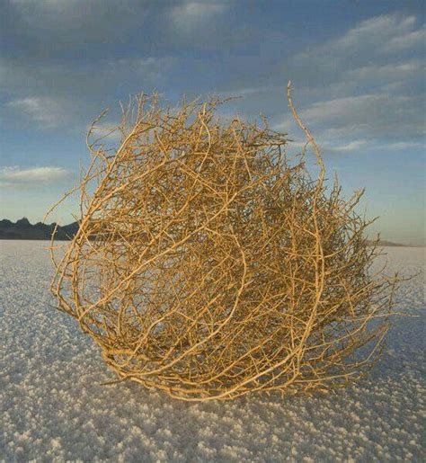 Tumbleweed In Snowy Landscape Tumbleweed Art Arizona Tumbleweed