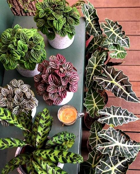 Pin By Carol Bonner On Plant Love Plants Coffee Plant Plant Lover