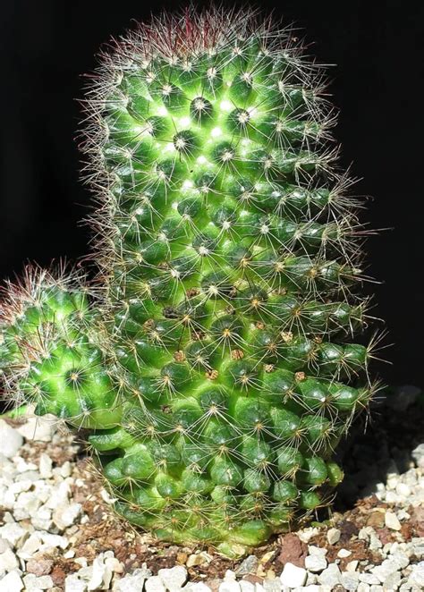Mammillaria Zeilmanniana Mammillær Havkat
