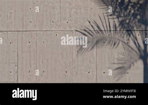 Shadow Overlay Wall Texture Sunlight Leaf Shade Abstract 3d Render Shadows Light Nature Plant