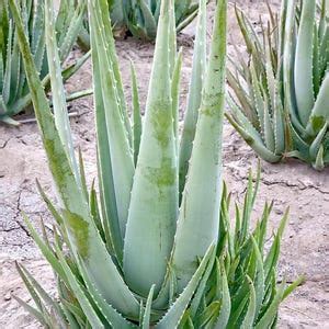 Aloe Succulent Medicinal Live Plant Etsy