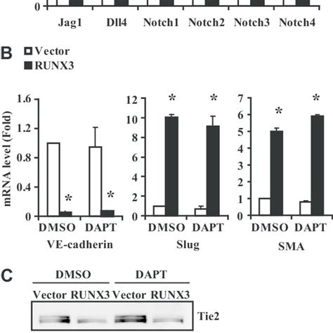Notch Activation Induces Runx3 Expression In Human Endothelial Cells Download Scientific