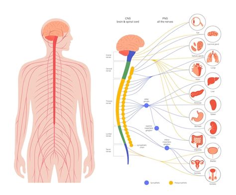 Premium Vector Autonomic Nervous System