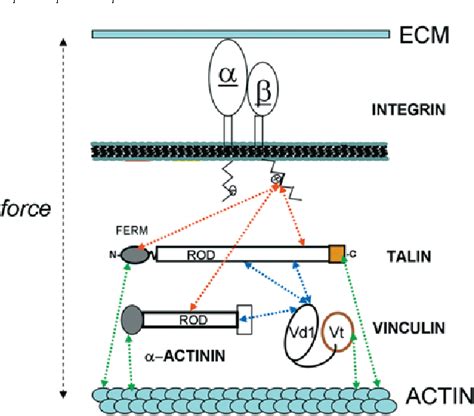 Figure 1 From Integrin Connections To The Cytoskeleton Through Talin