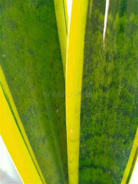 Natural Green Leafy Sansevieria Is Suitable For Backgrounds And
