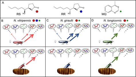 Frontiers Corrigendum Male Sex Pheromone In The Parasitoid Wasp