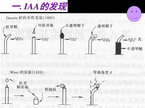 Ppt 第七章 植物生长物质 Powerpoint Presentation Free Download Id6411087