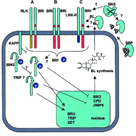 Schematic Structure Of Bri1 And Similar Lrr Rlks And Lrr Receptorlike