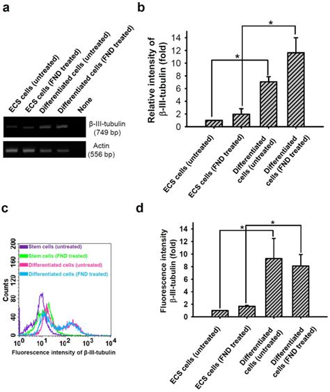 A P19 Ecs Cells Were Treated With Or Without Fnds 50 μgml For