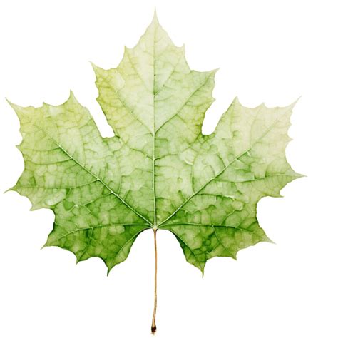 Maple Leaf Green Pngs For Free Download