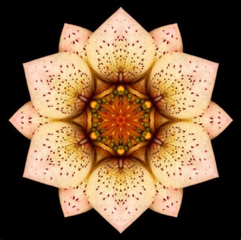 Flowermandalashtml Flower Mandala