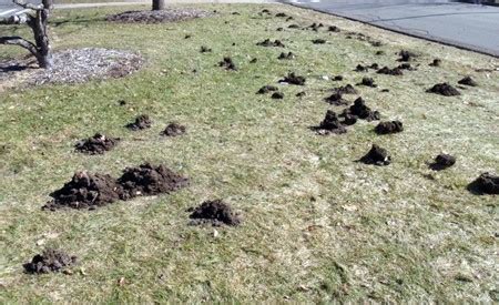 Moles Vs Voles Differences Between Moles And Voles Critter Control