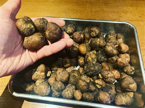 靱本町がく 松露 しょうろ 松露 ・ ・ 春のキノコ、松露 大きいのがゴロゴロと