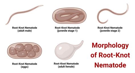 Root Knot Disease Causes Symptoms And Control Methods