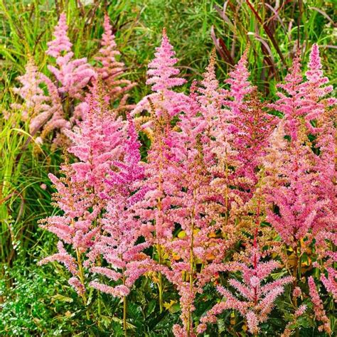 17 Pink Perennials That Will Never Leave Your Garden Once Planted
