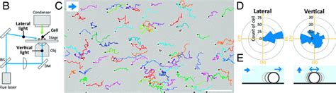 Negative Phototaxis Visualized Under An Optical Microscope At The