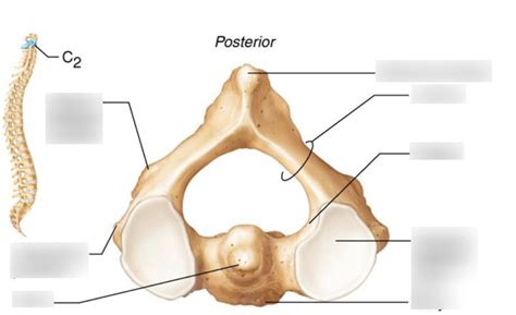 Axis Diagram Diagram Quizlet