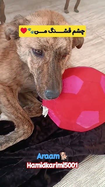 ارام بچه ی معلولی که براثر تصادف قطع نخاع شده و به حمایتتون نیاز داره🐾باحیوانات مهربان باشیم🐾🐕🦮🐕