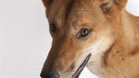 Dingo National Geographic National Geographic