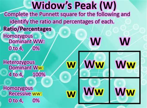 Genotypes And Phenotypes Practice By Amy Mele Tpt