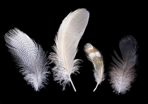 Feathers The Evolution Of A Natural Miracle By Thor Hanson Goodreads