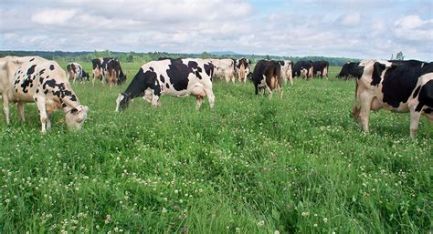 Dairy Cows On Pasture Myths Versus Facts Lactanet