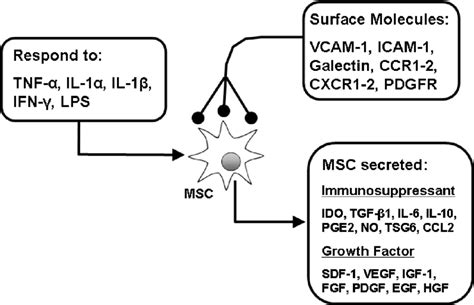 Immunomodulatory Position Of Msc In Terms Of Immune System Signalling Download Scientific