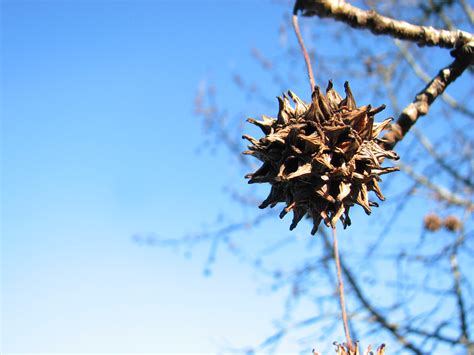 What Are The Spiky Things That Fall From Trees At Mark Fletcher Blog