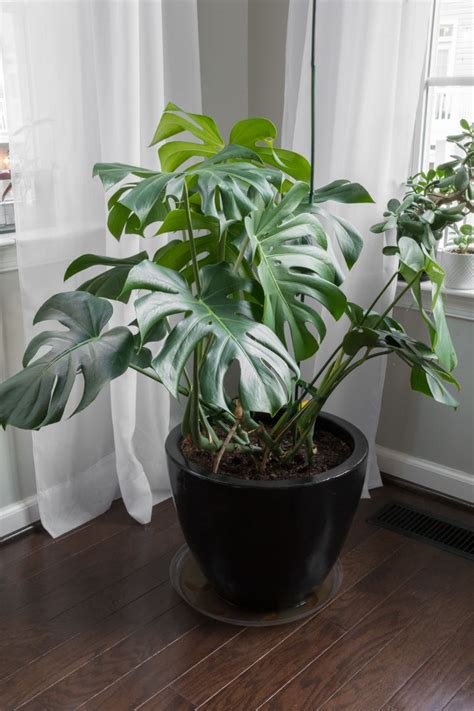 Monstera Deliciosa Care And How I Grew My Huge Plant Indoors Monstera