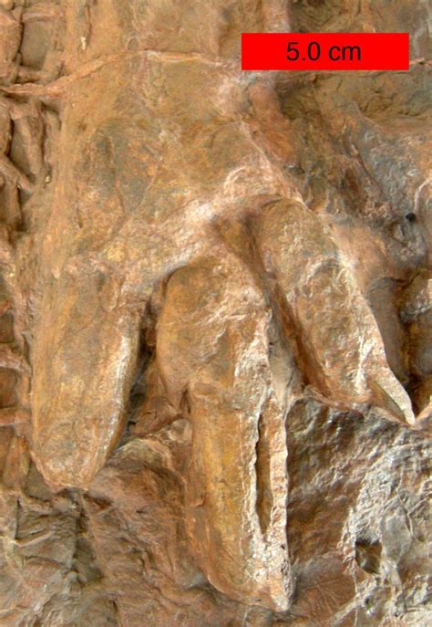 74 Sedimentary Structures Geosciences Libretexts