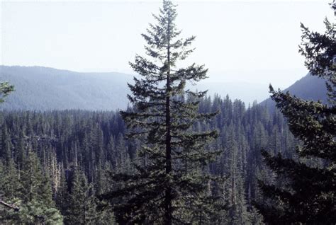 The Young Coots 1981 Transamerica Trail Adventure 6 Mckenzie Pass